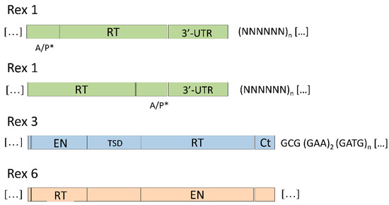Rex Retroelements and Teleost Genomes: An Overview