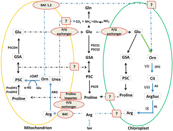 Biological Roles of Ornithine Aminotransferase (OAT) in Plant Stress ...