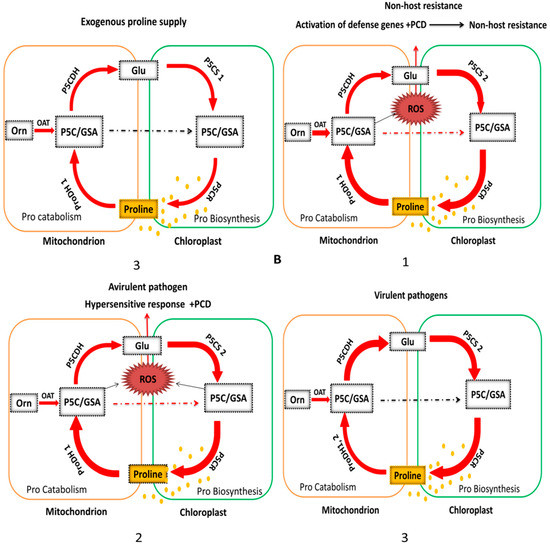 Biological Roles of Ornithine Aminotransferase (OAT) in Plant Stress ...