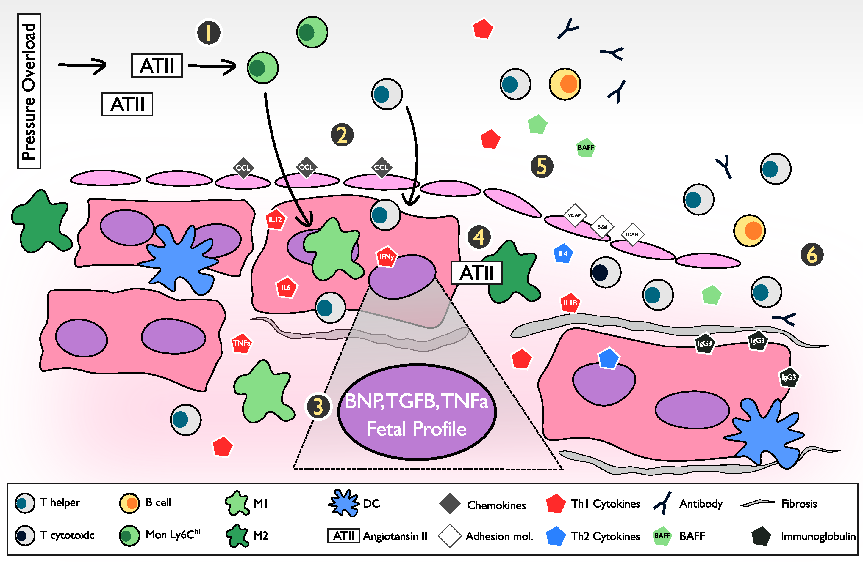 IJMS | Free Full-Text | Temporal Frame of Immune Cell Infiltration ...