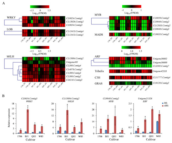 Molecular Regulation of Catalpol and Acteoside Accumulation in Radial ...