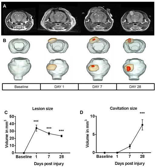 Traumatic Brain Injury in Aged Mice Induces Chronic Microglia ...