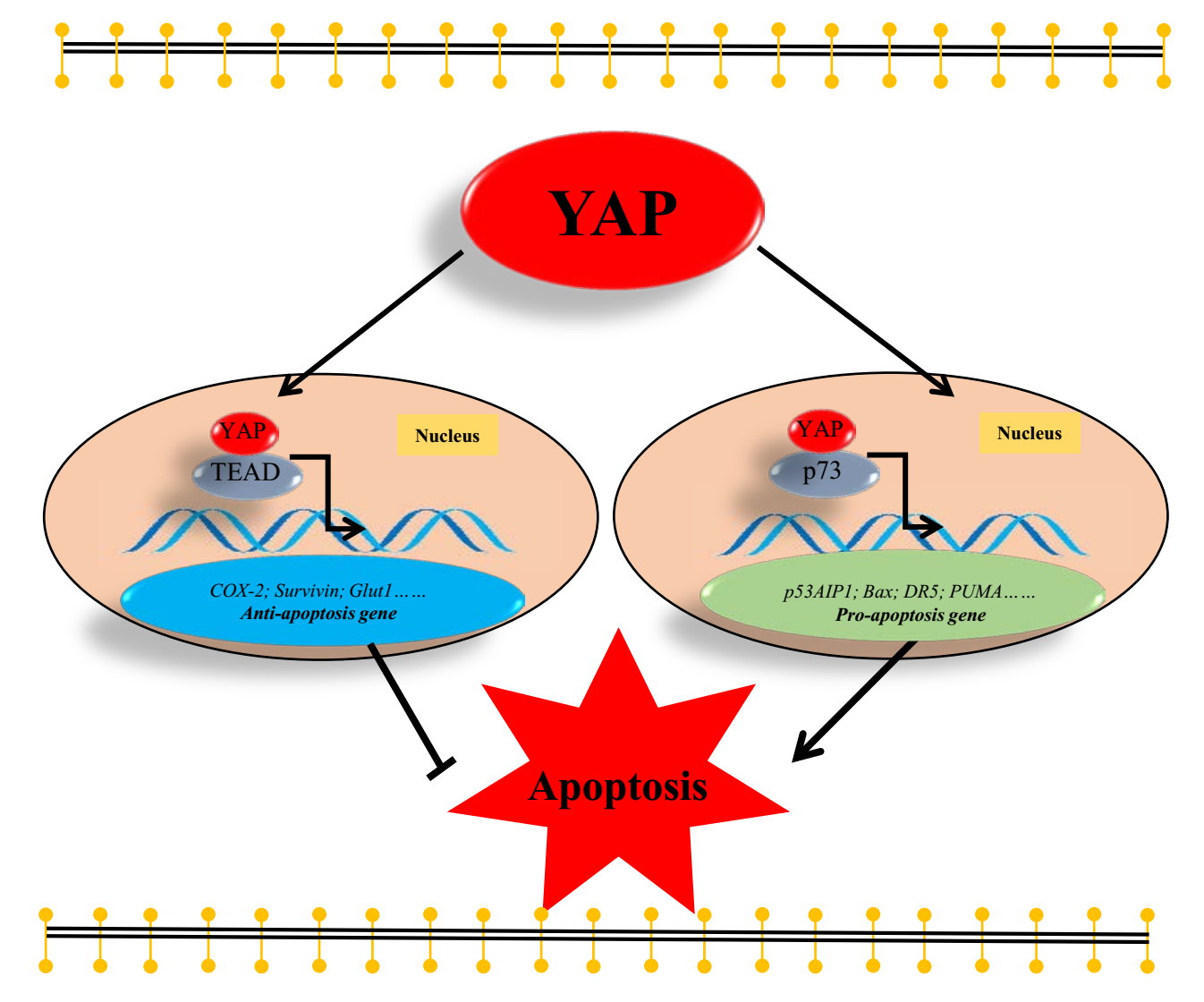 IJMS | Free Full-Text | The Ambivalent Function of YAP in Apoptosis and ...