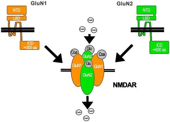 Flux-Independent NMDAR Signaling: Molecular Mediators, Cellular ...