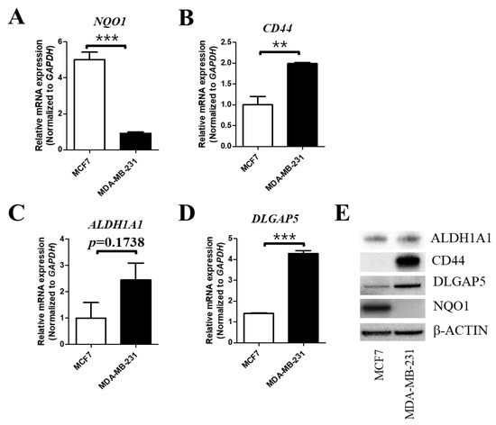 NQO1 is Required for β-Lapachone-Mediated Downregulation of Breast ...