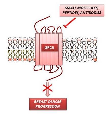 IJMS | Free Full-Text | GPCR Modulation in Breast Cancer