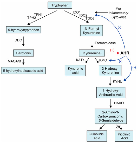 The Role of the Aryl Hydrocarbon Receptor (AHR) in Immune and ...