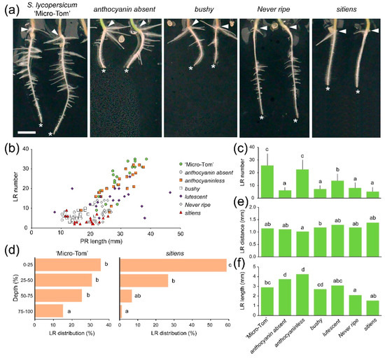 Morphological Characterization of Root System Architecture in Diverse ...