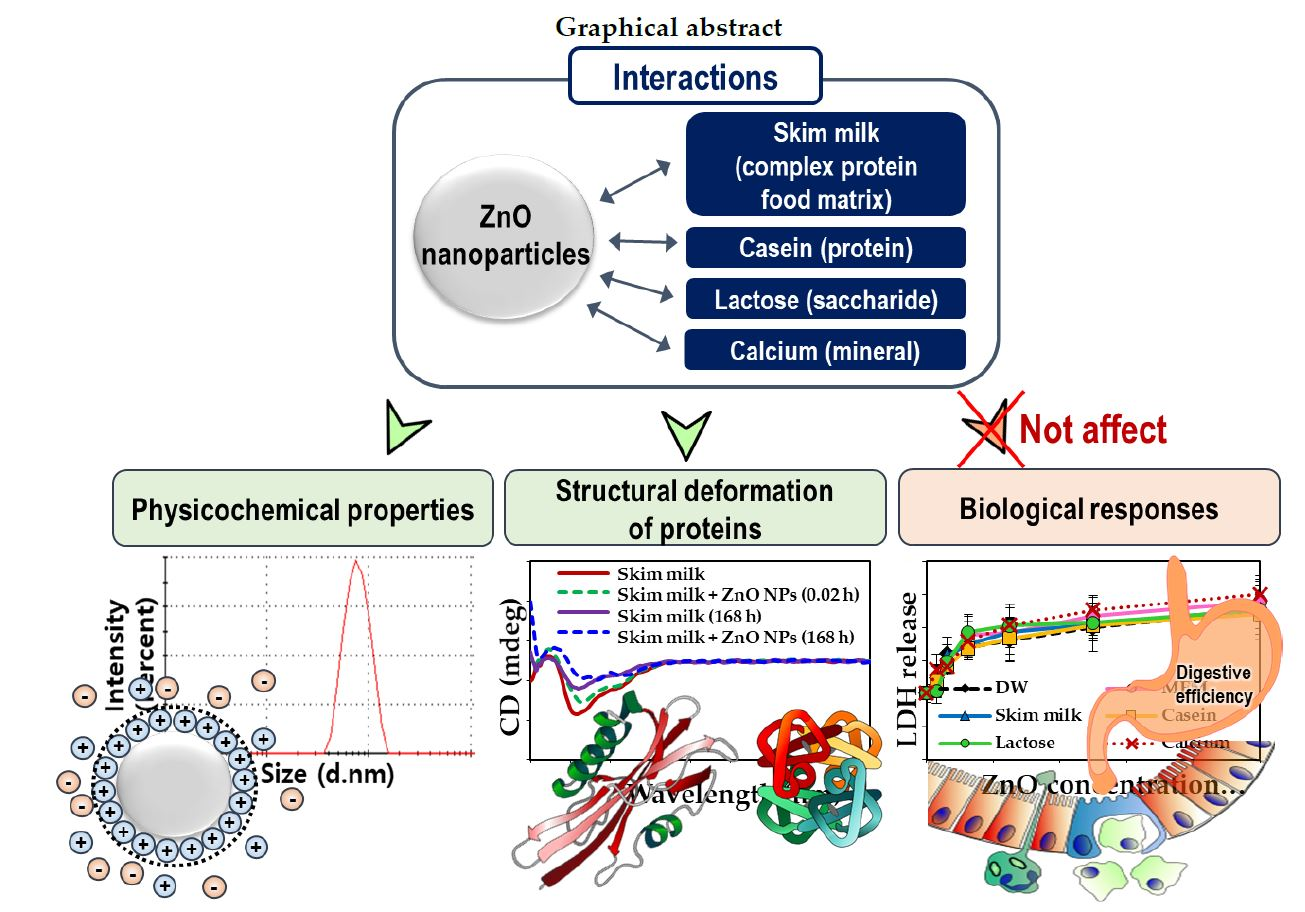 IJMS | Free Full-Text | Protein Food Matrix–ZnO Nanoparticle Interactions Affect Protein ...