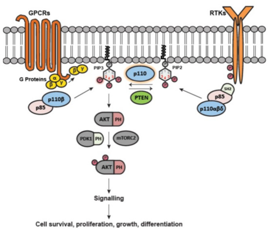 Class I Phosphoinositide 3-Kinase PIK3CA/p110α and PIK3CB/p110β ...