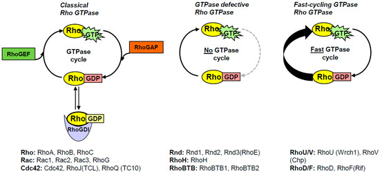 Activated Rho GTPases in Cancer—The Beginning of a New Paradigm