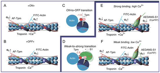 IJMS | Special Issue : The Actin-Myosin Interaction in Muscle