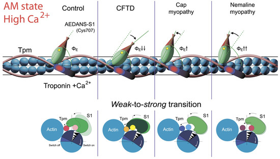IJMS | Special Issue : The Actin-Myosin Interaction in Muscle