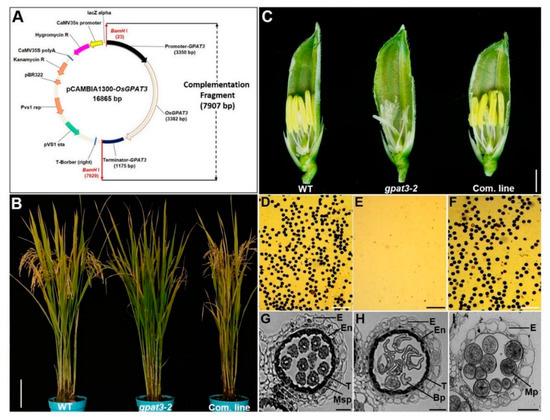 OsGPAT3 Plays a Critical Role in Anther Wall Programmed Cell Death and ...