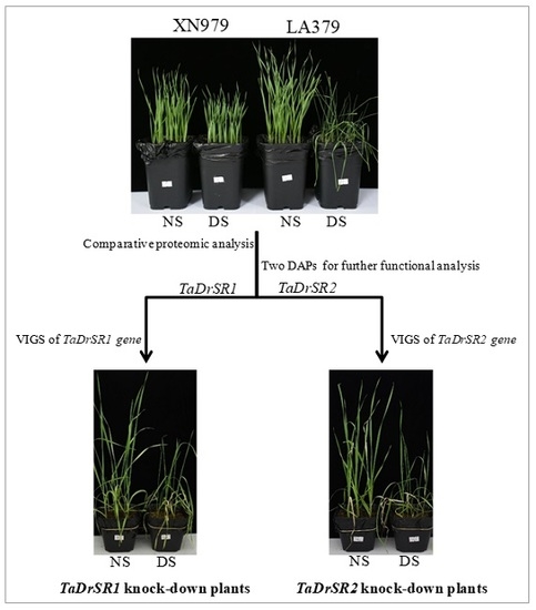 IJMS | Free Full-Text | Identification of Two Novel Wheat Drought ... IJMS | Free Full-Text | Identification of Two Novel Wheat Drought ...