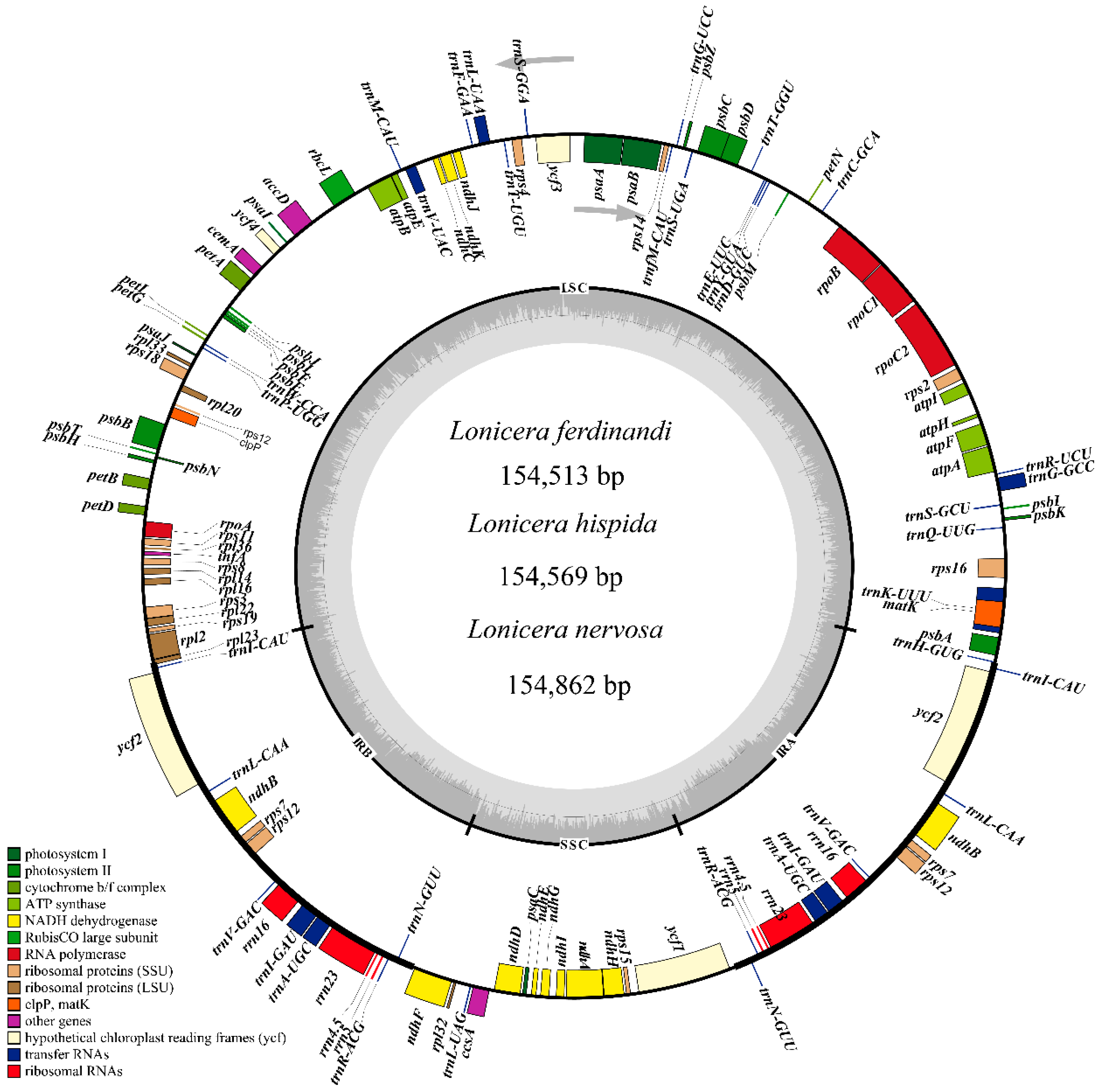 Evolutionary Analysis of Plastid Genomes of Seven Lonicera L. Species ...