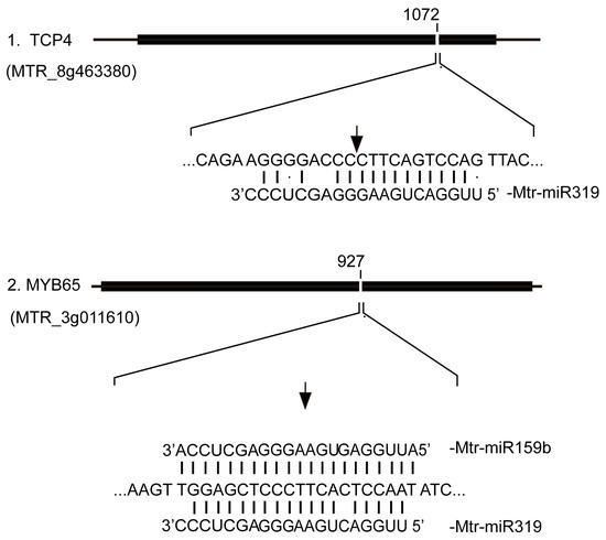 Genome-Wide Identification of microRNAs in Response to Salt/Alkali ...