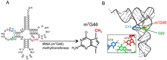 7-Methylguanosine Modifications in Transfer RNA (tRNA)
