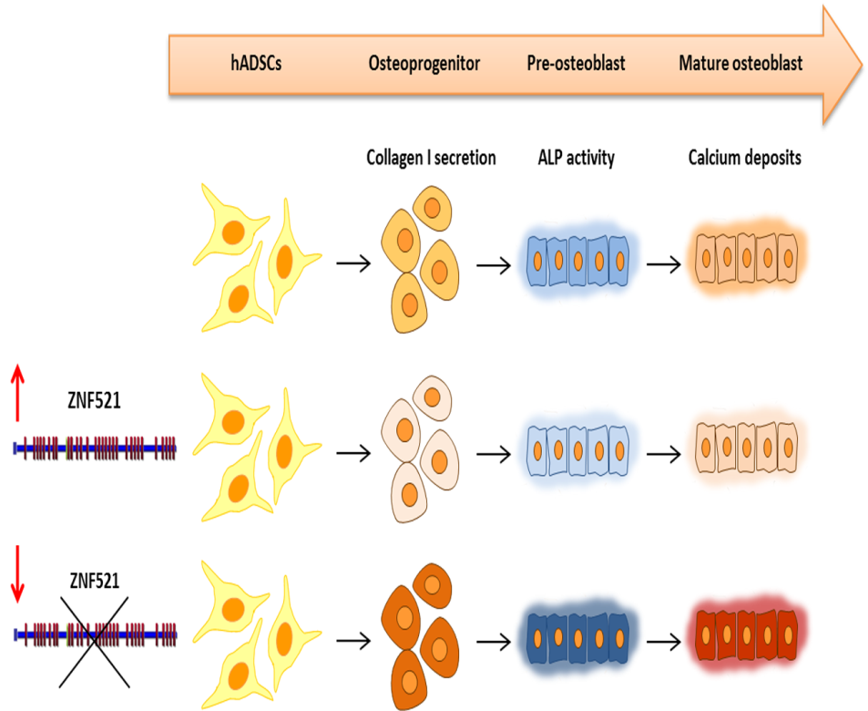 Ijms Free Full Text Znf521 Represses Osteoblastic Differentiation