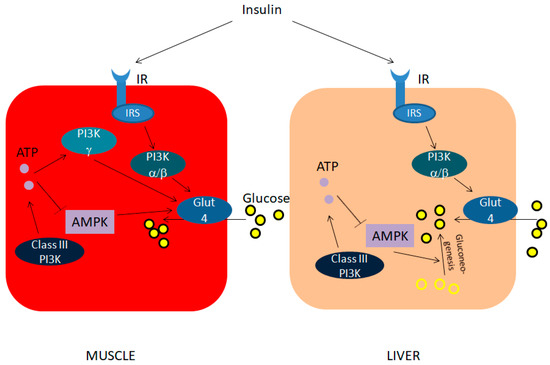 PI3Kinases in Diabetes Mellitus and Its Related Complications