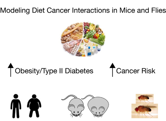 IJMS | Free Full-Text | Using Mouse and Drosophila Models to ...