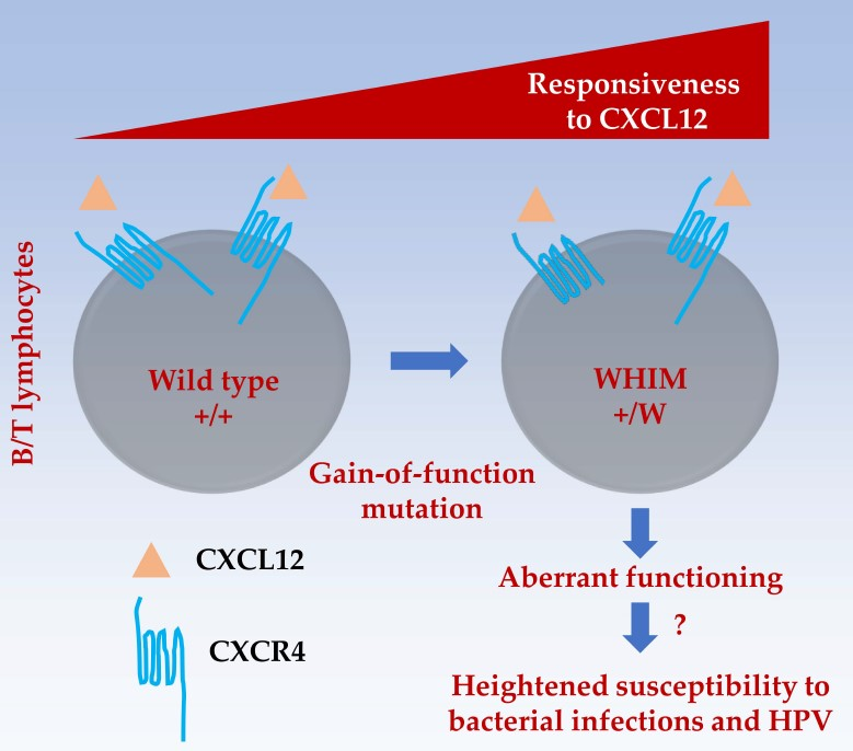 IJMS | Free Full-Text | Adaptive Immunodeficiency in WHIM Syndrome