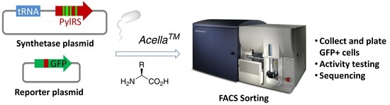 IJMS | Special Issue : Expanding and Reprogramming the Genetic Code
