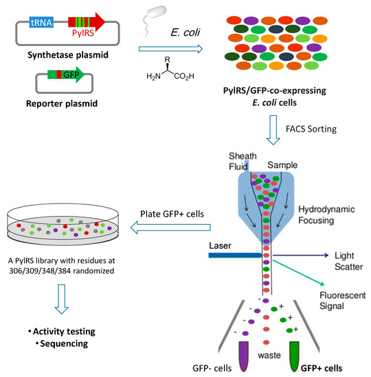 Rapid Identification of Functional Pyrrolysyl-tRNA Synthetases via ...