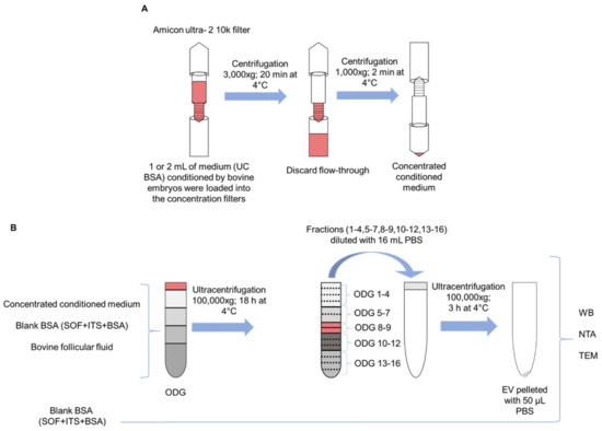 Isolation and Characterization of Functionally Active Extracellular ...
