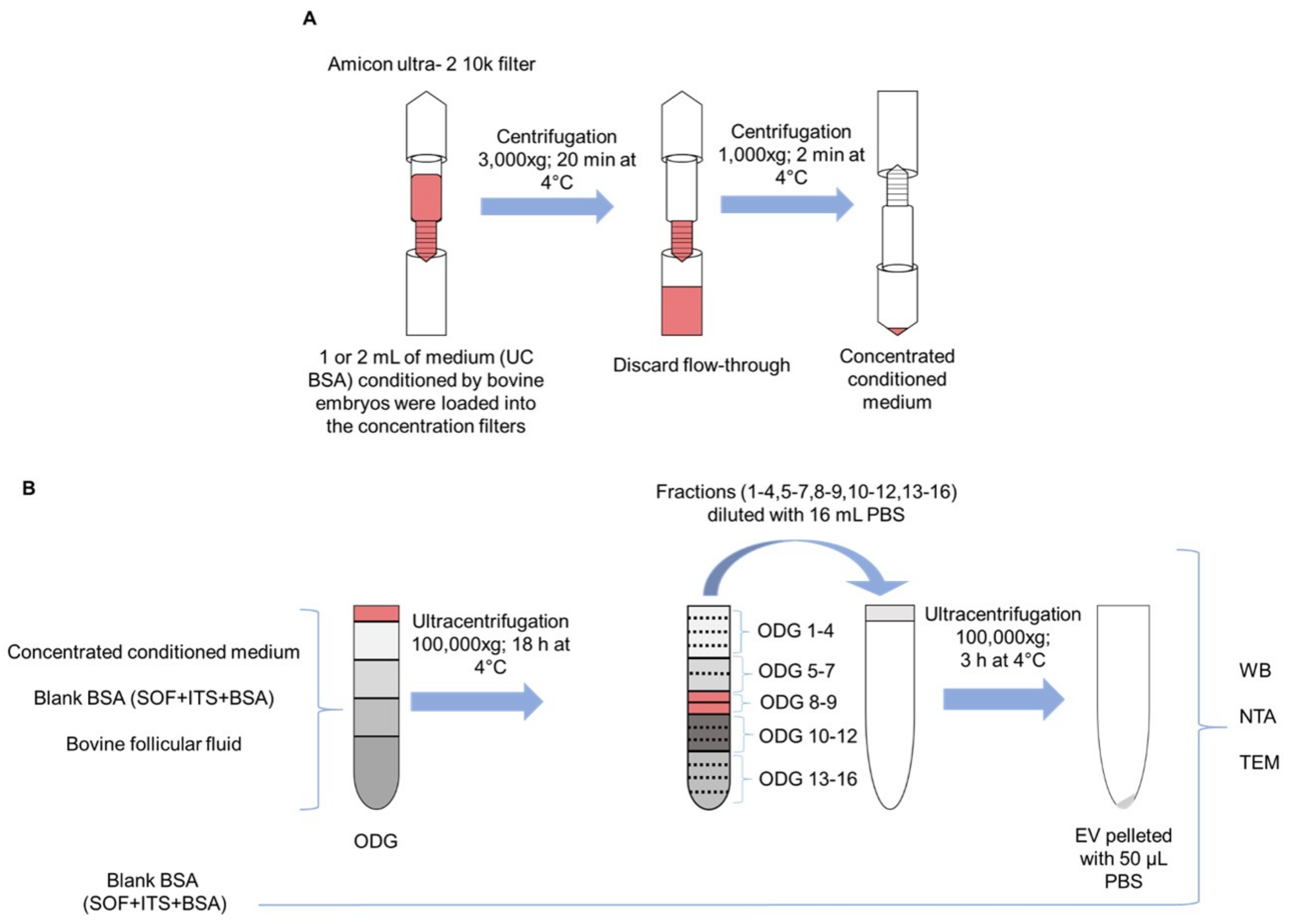 Isolation and Characterization of Functionally Active Extracellular ...