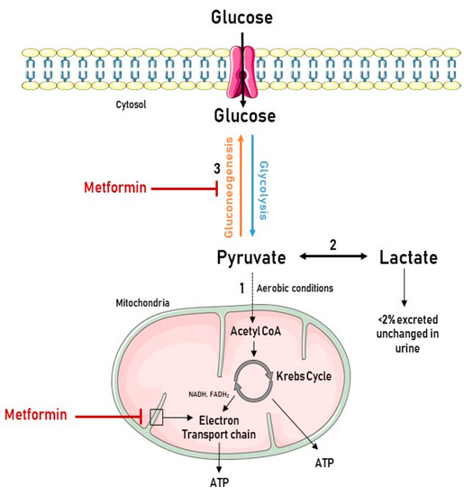 IJMS | Special Issue : Metformin: Mechanism and Application