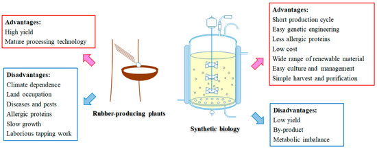 Biosynthesis of Natural Rubber: Current State and Perspectives