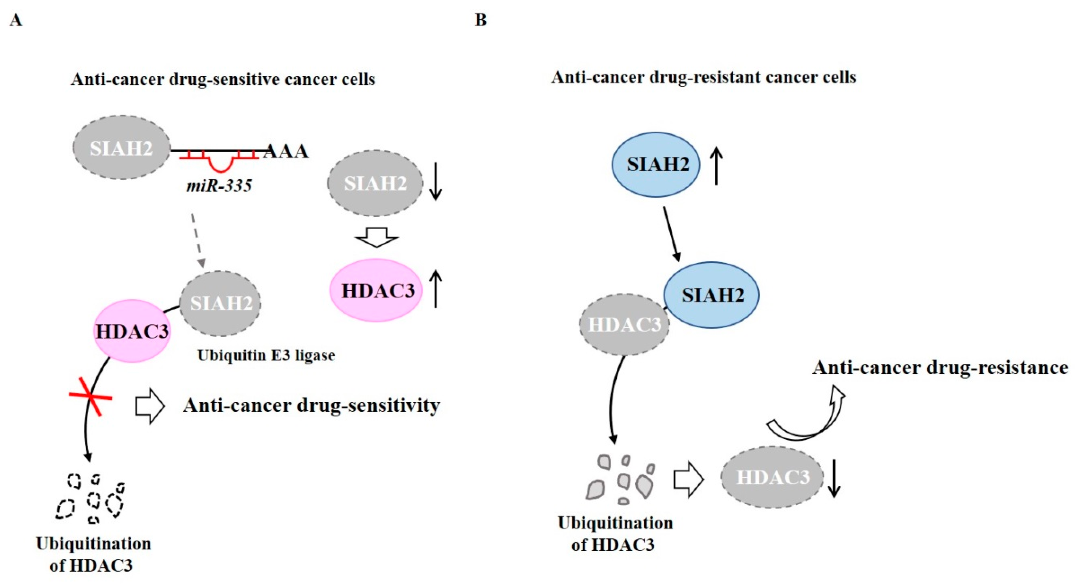 IJMS | Free Full-Text | Role of HDAC3-miRNA-CAGE Network in Anti-Cancer ...
