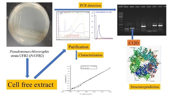 IJMS | Free Full-Text | Catechol 1,2-Dioxygenase is an Analogue of ...
