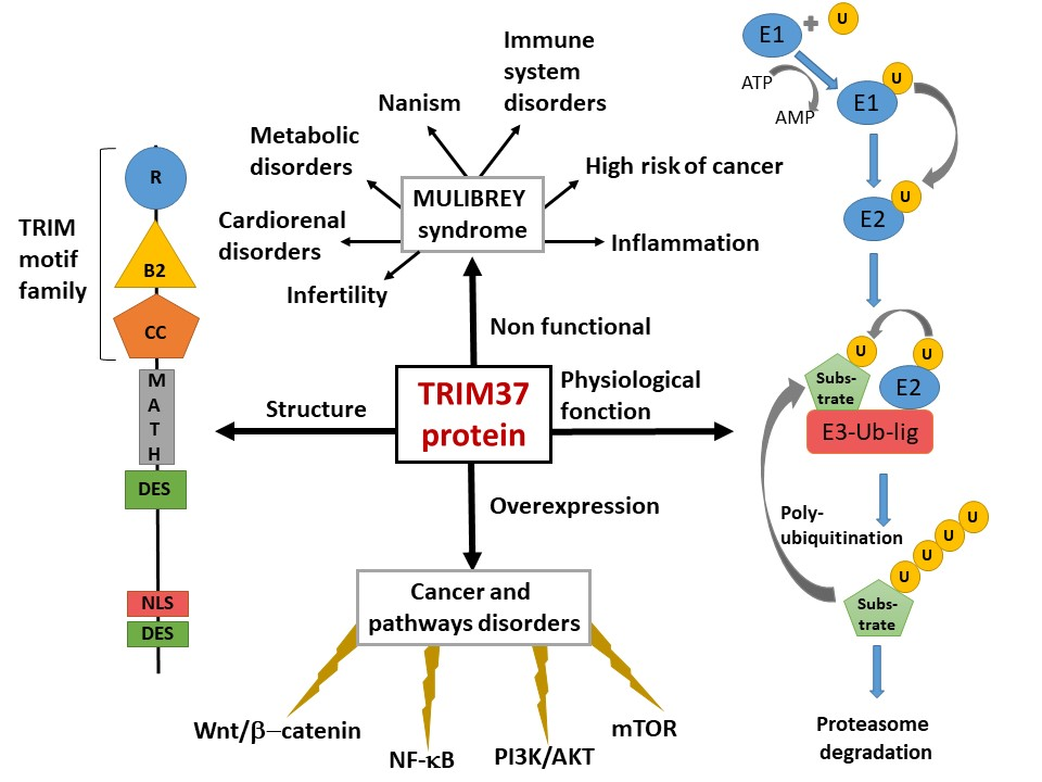 IJMS | Free Full-Text | TRIMming down to TRIM37: Relevance to ...