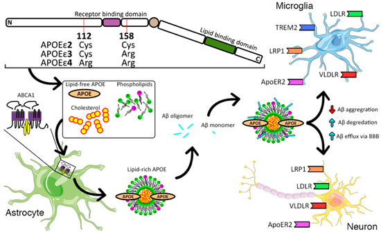 The Role of APOE and TREM2 in Alzheimer′s Disease—Current Understanding ...