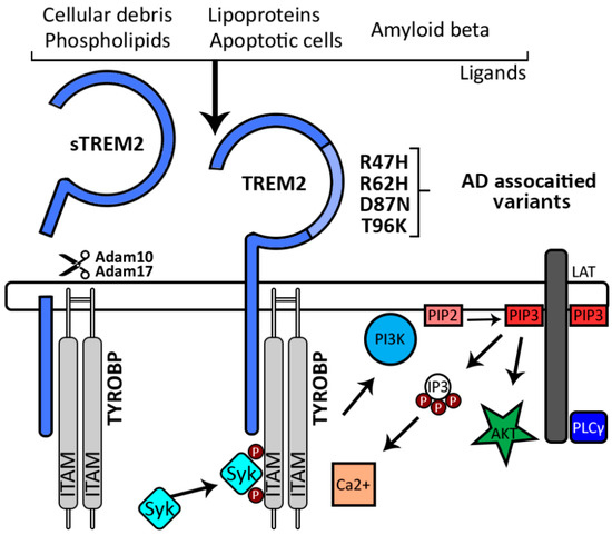 The Role of APOE and TREM2 in Alzheimer′s Disease—Current Understanding ...