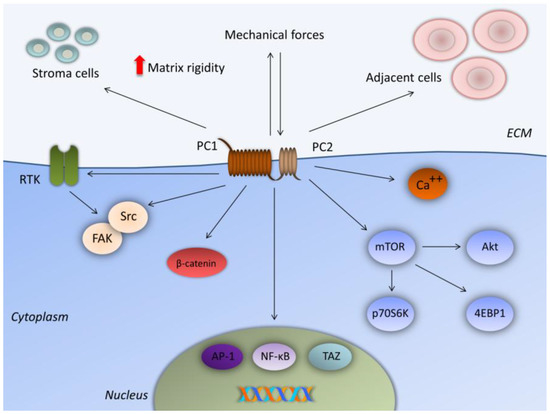 Polycystins in Colorectal Cancer