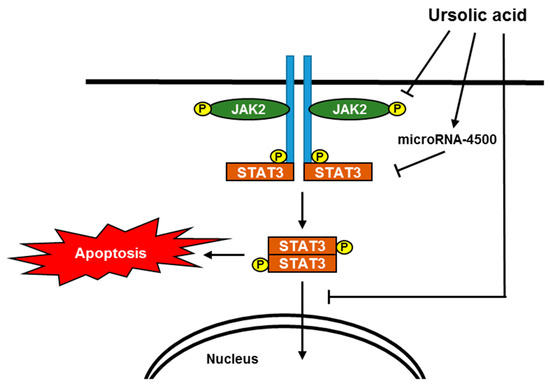 Ursolic Acid Induces Apoptosis in Colorectal Cancer Cells Partially via ...