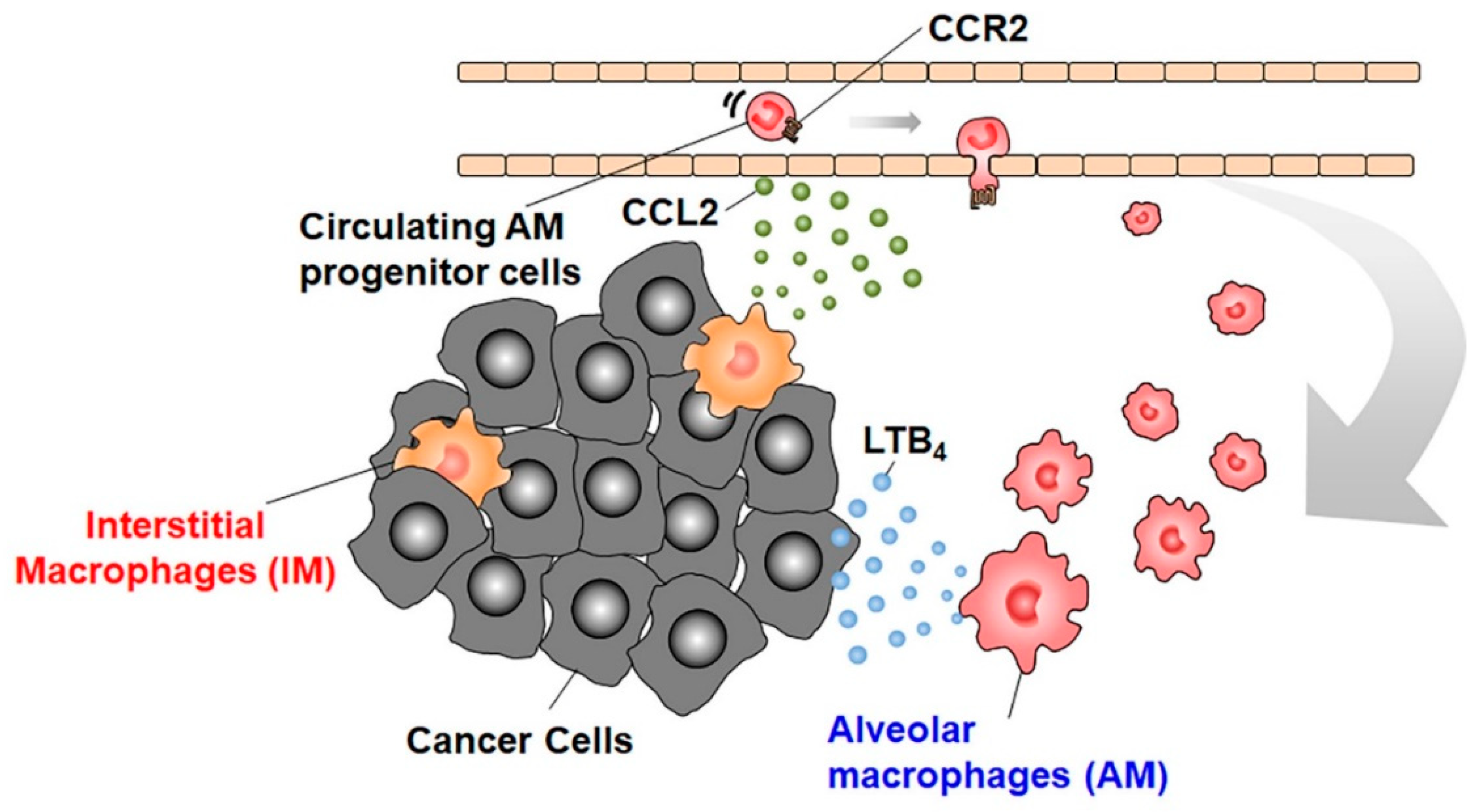 Lung Macrophages Multifunctional Regulator Cells For Metastatic Cells