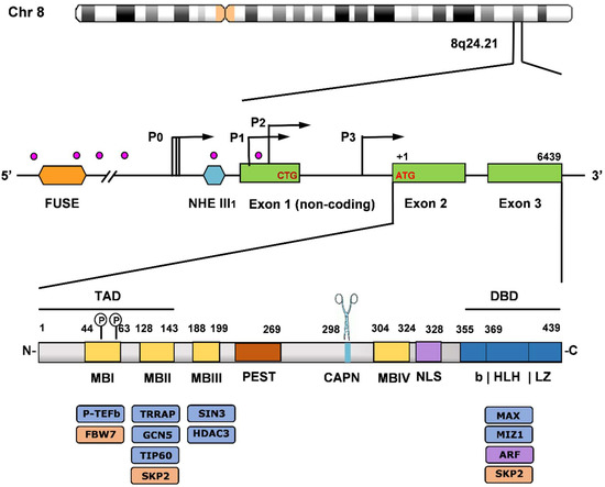 Therapeutic Inhibition of Myc in Cancer. Structural Bases and Computer ...