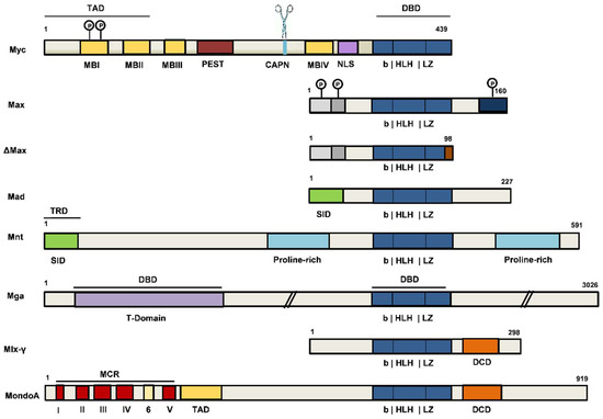 Therapeutic Inhibition of Myc in Cancer. Structural Bases and Computer ...