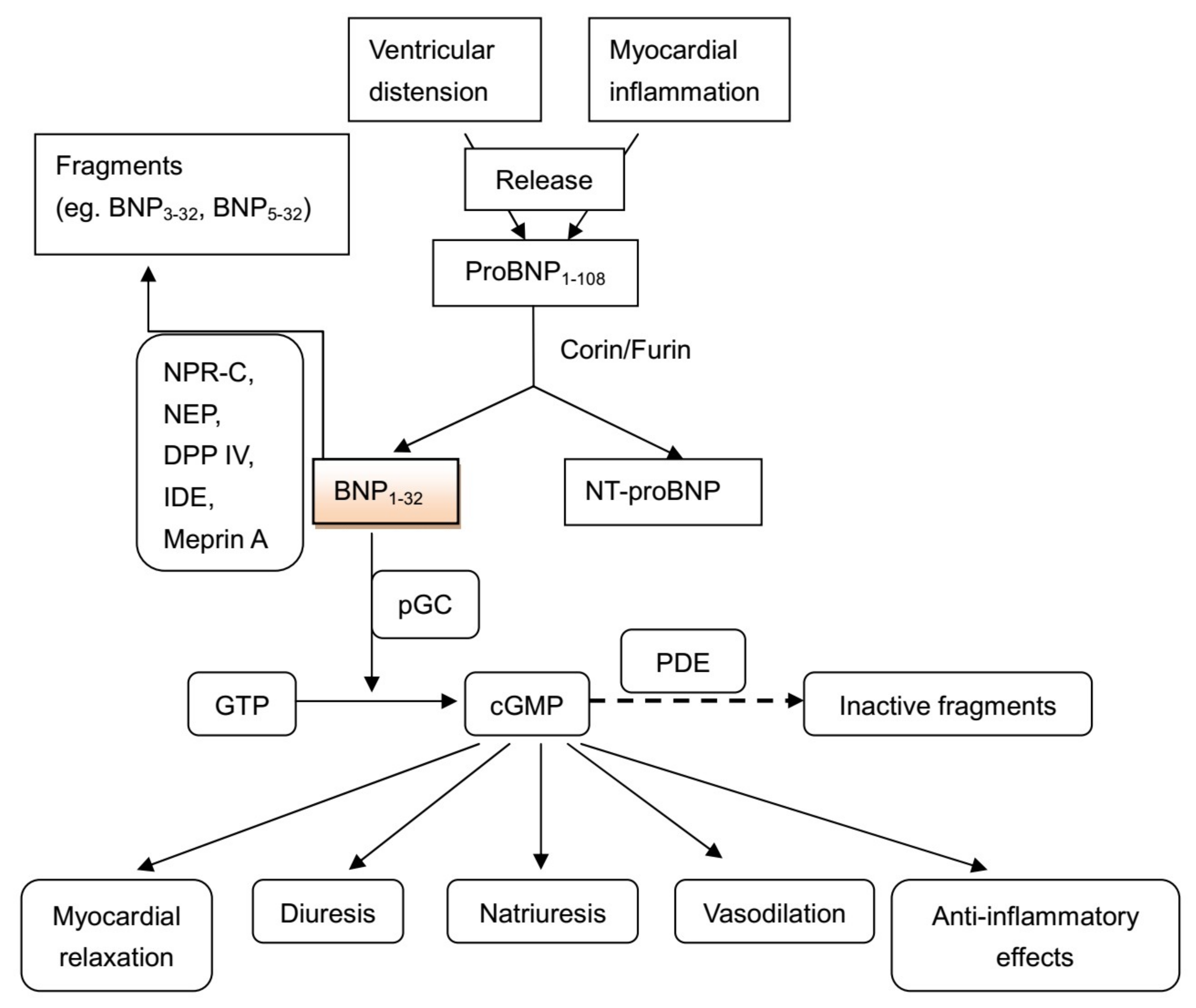 Neutrophil-Initiated Myocardial Inflammation and Its Modulation by B ...
