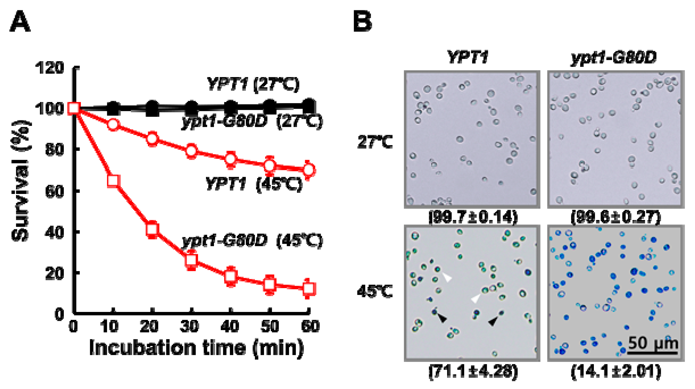 Exploring Novel Functions of the Small GTPase Ypt1p under Heat-Shock by ...