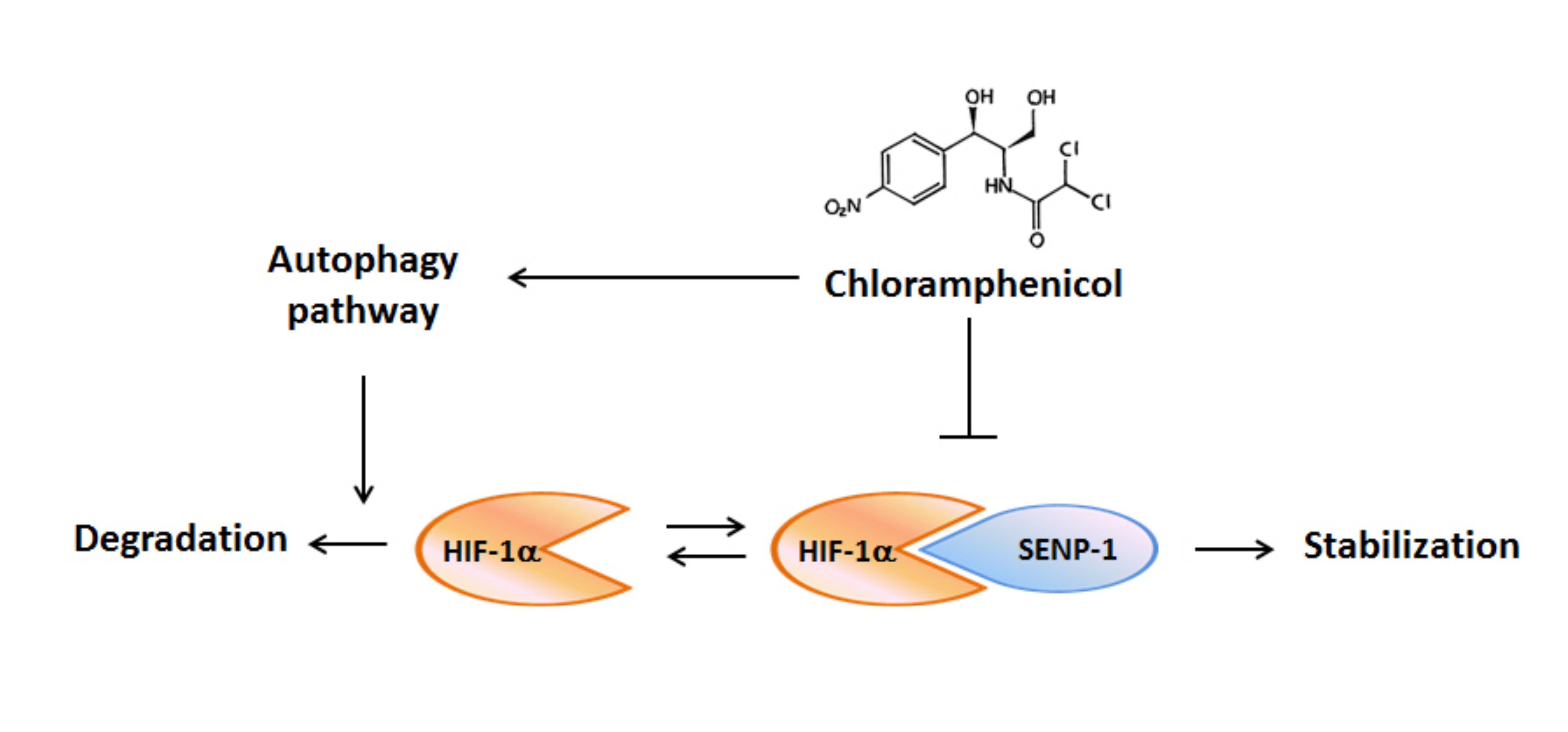 IJMS | Free Full-Text | Chloramphenicol Induces Autophagy and Inhibits ...