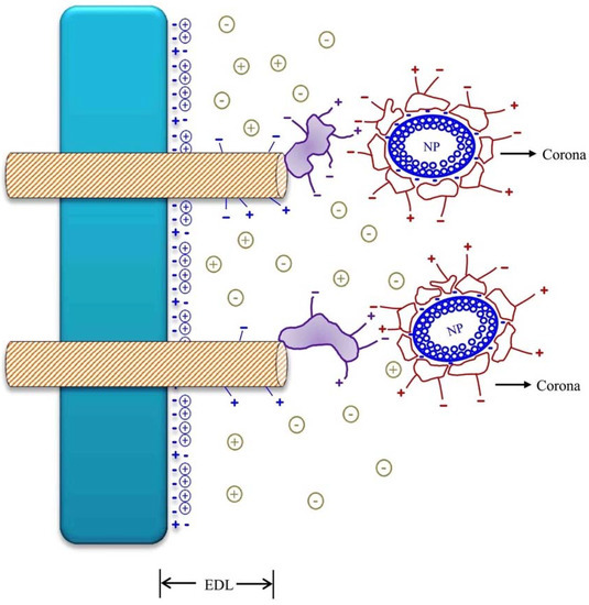 IJMS | Special Issue : Nanoparticle Protein Corona and Its Biological Applications
