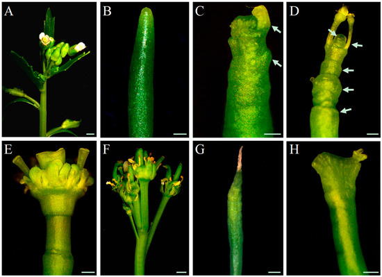 Ontogenetic Changes in Auxin Biosynthesis and Distribution Determine ...