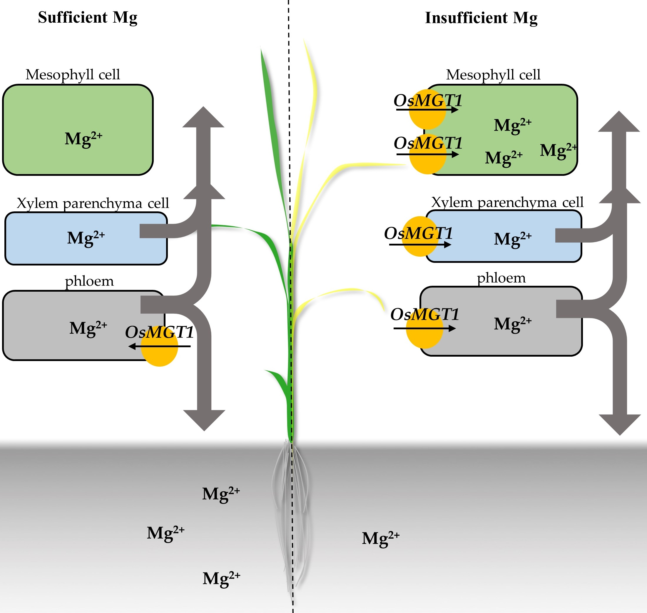 IJMS | Free Full-Text | OsMGT1 Confers Resistance to Magnesium ...