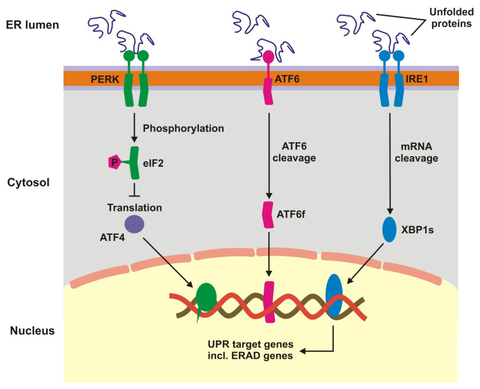 Ijms Free Full Text Interplay Between Autophagy And The Ubiquitin