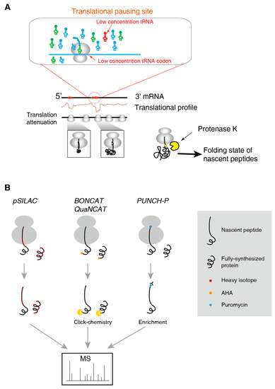 Translatomics: The Global View of Translation